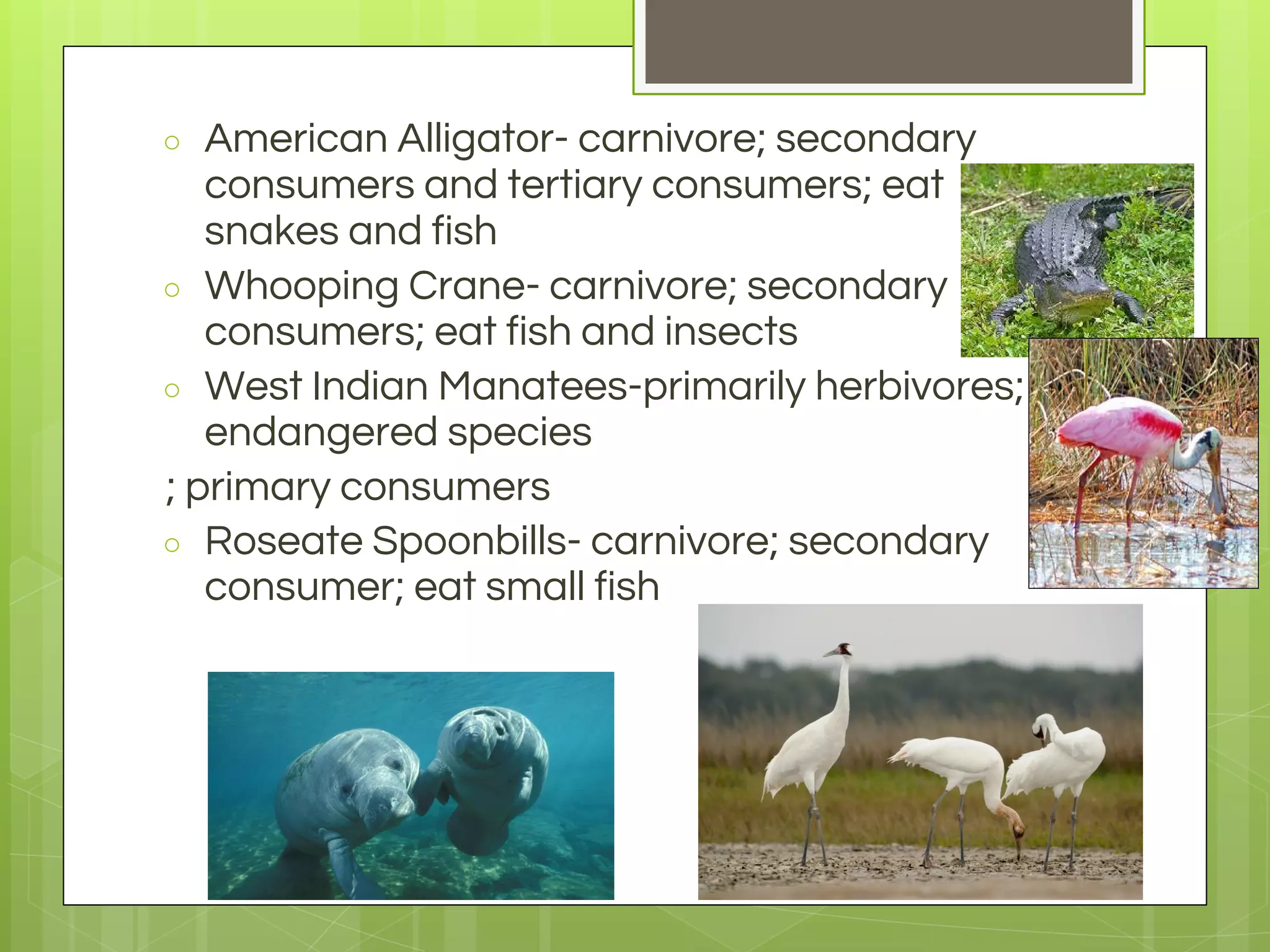 The everglades PERIOD 3 | PPT