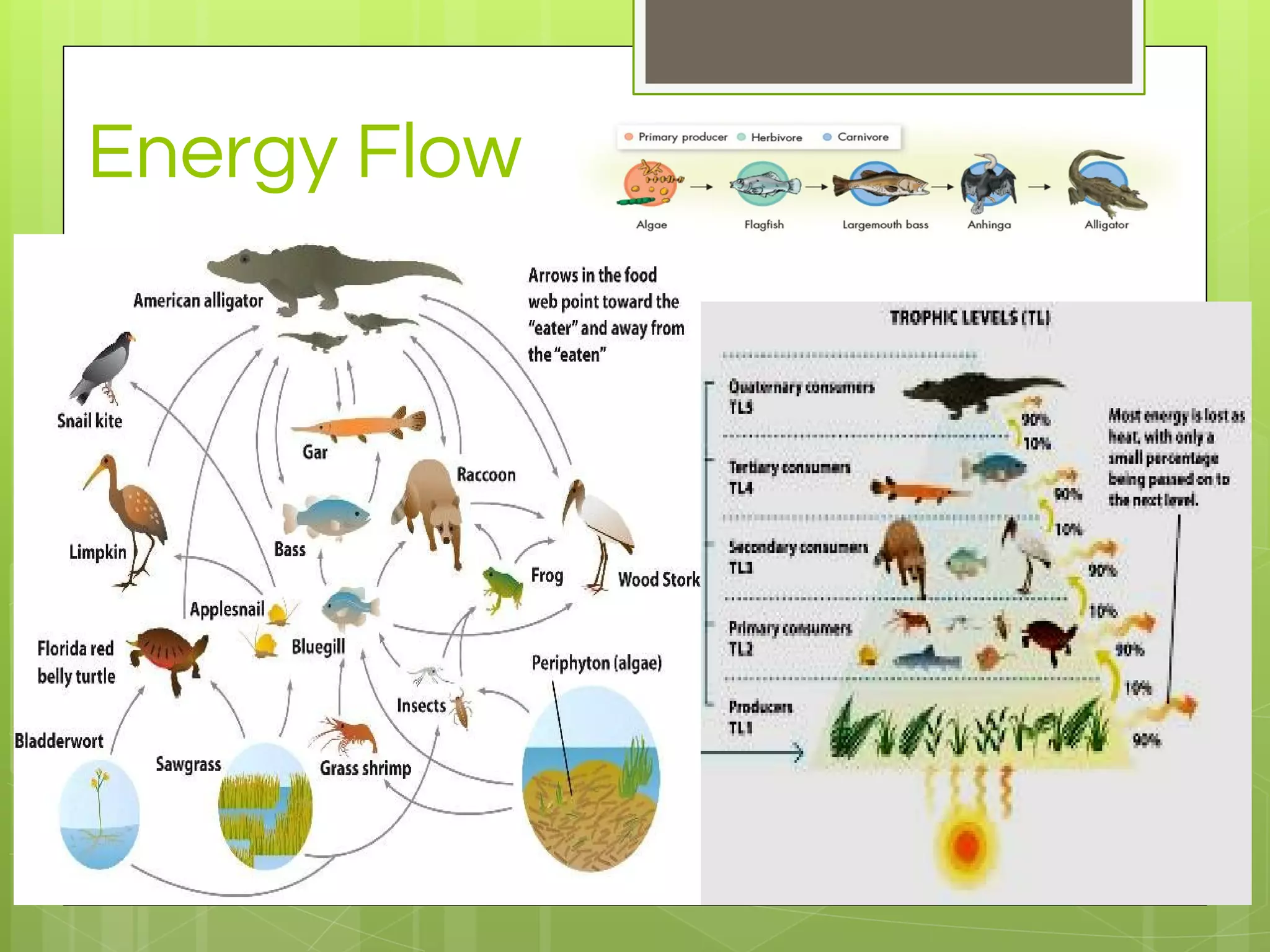 The everglades PERIOD 3 | PPT