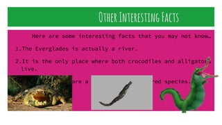 The Everglades of Florida | PPTX