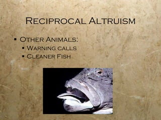 From Molecules to Morality: The Evolution Of Altruism | PPT