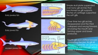 The evolution of dentition and jaws.pptx