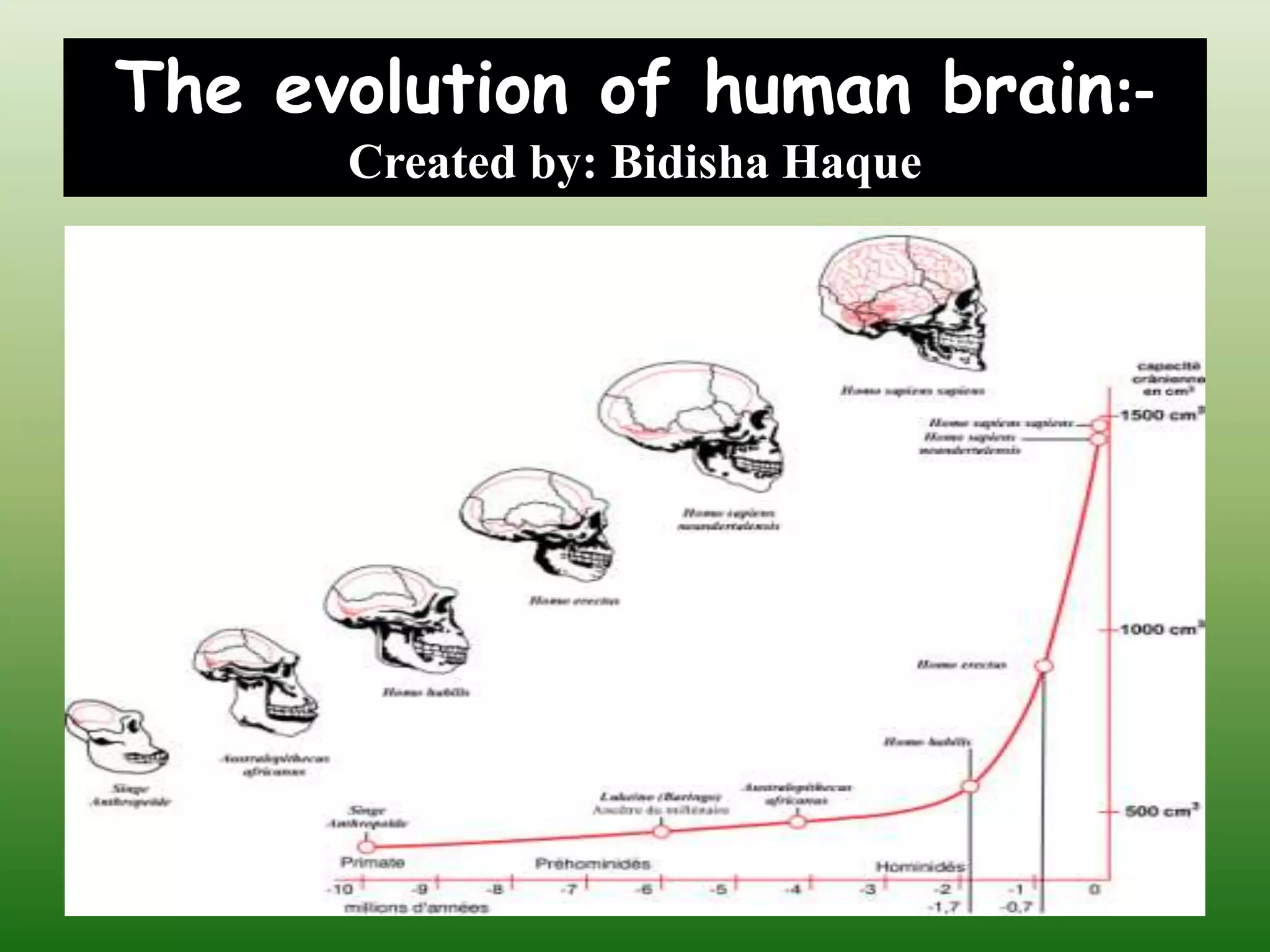 The evolution of human brain | PPTX