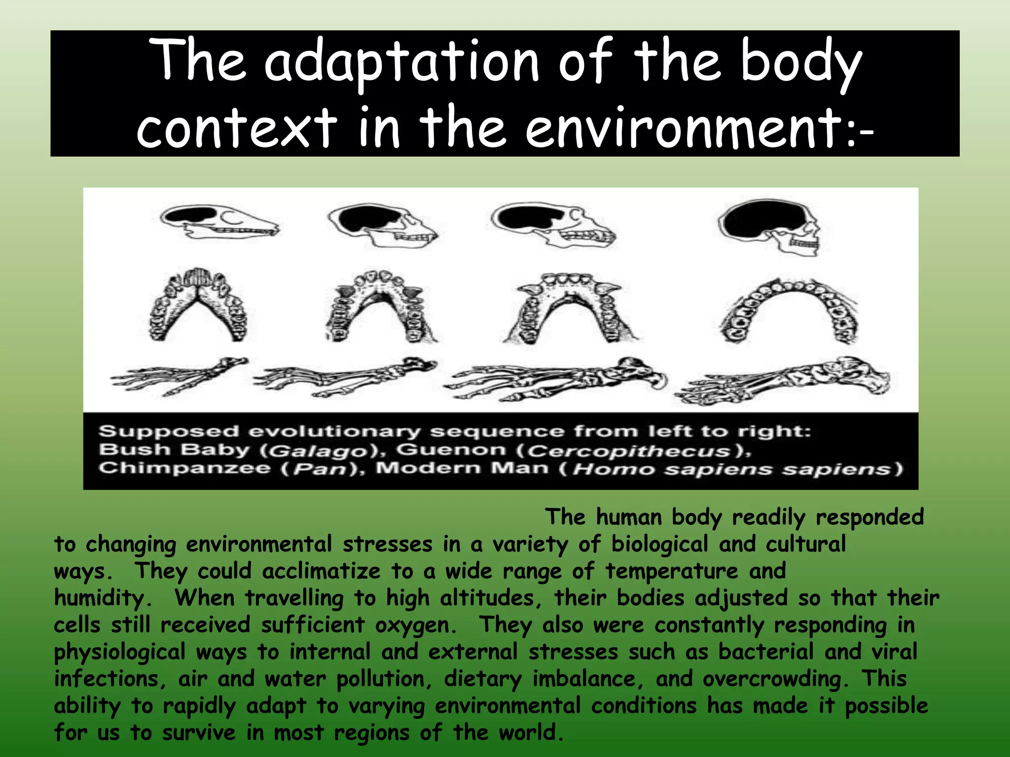The evolution of human brain | PPTX