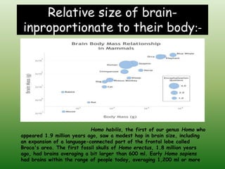 The evolution of human brain | PPTX