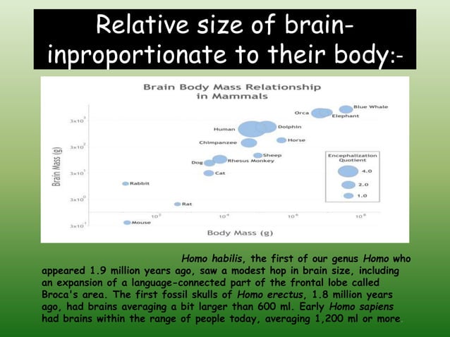 The evolution of human brain | PPTX