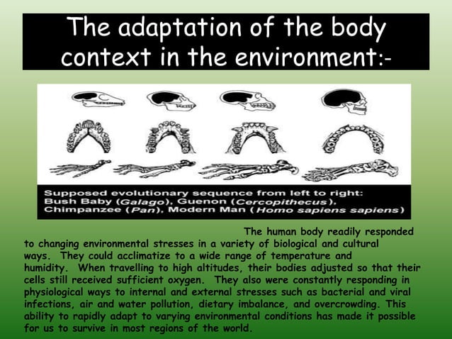 The evolution of human brain | PPTX