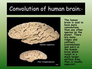 The evolution of human brain | PPTX