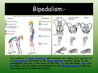 The evolution of human brain | PPTX