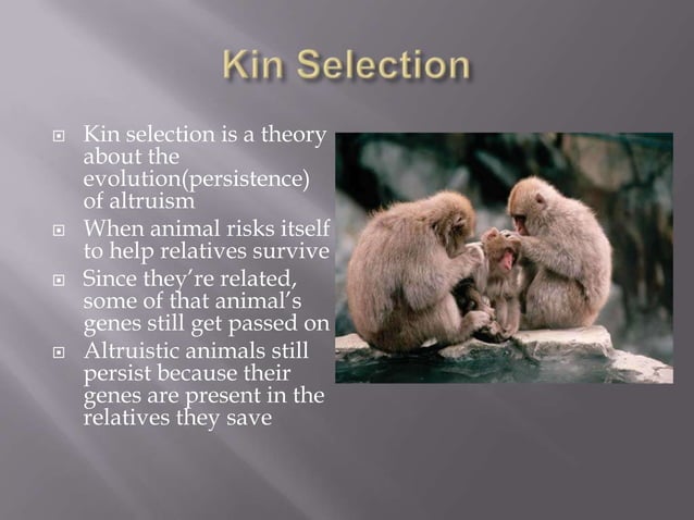 The evolution of kin selection | PPTX | Biological Sciences | Science