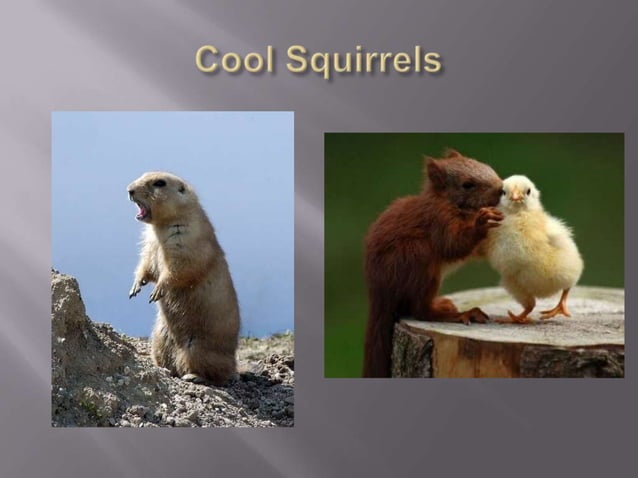 The evolution of kin selection | PPTX | Biological Sciences | Science