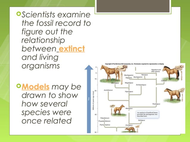 The evolution of living things | PPT | Geology | Science