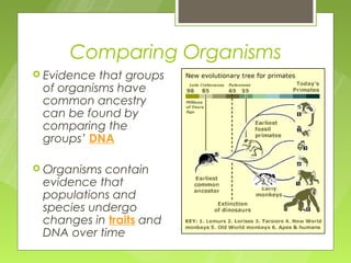 The evolution of living things | PPT