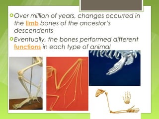 The evolution of living things | PPT