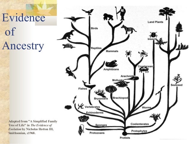 The evolution of living things