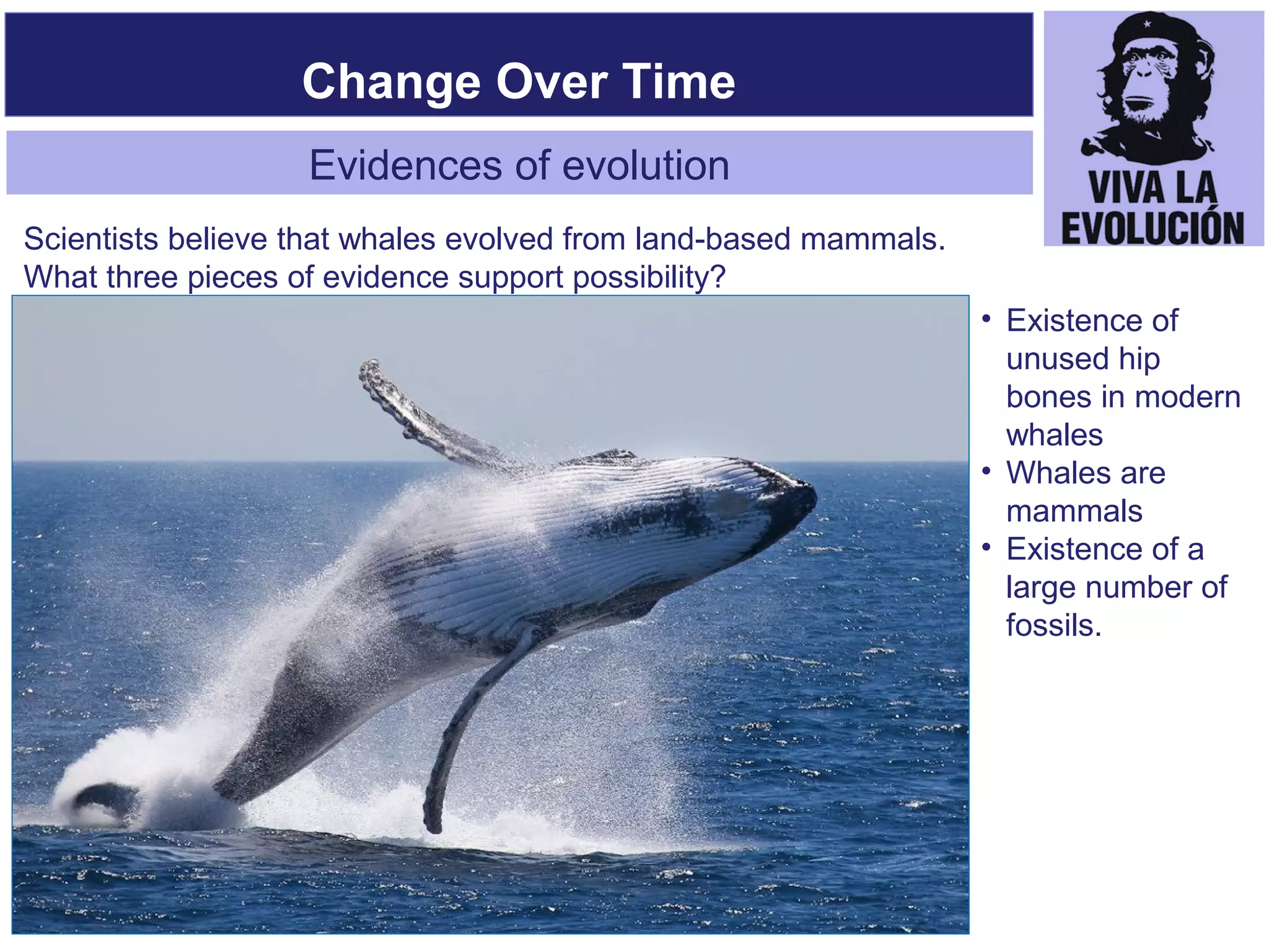 The Evolution of Living Things | PPT