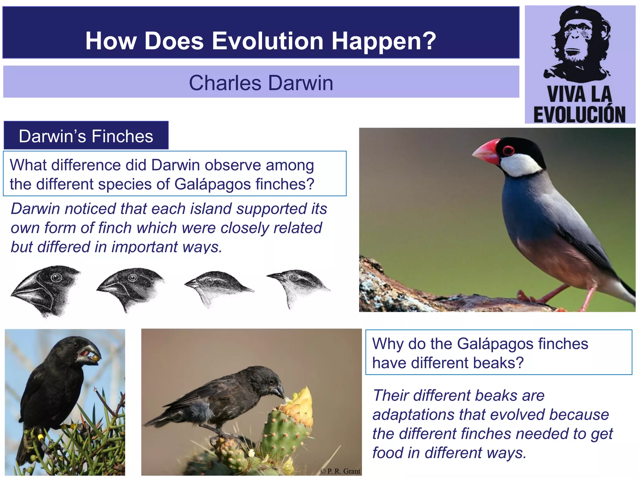 The Evolution of Living Things | PPT