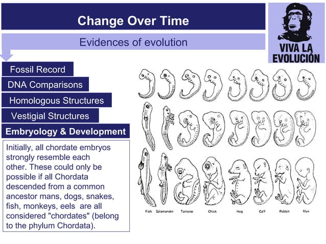 The Evolution of Living Things | PPT | Biological Sciences | Science