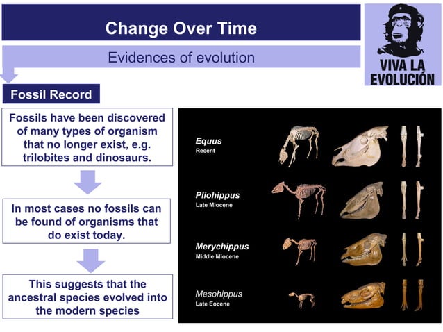 The Evolution of Living Things | PPT | Biological Sciences | Science