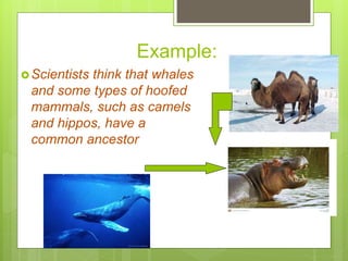 The evolution of living things | PPT