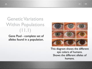 The evolution of populations | KEY