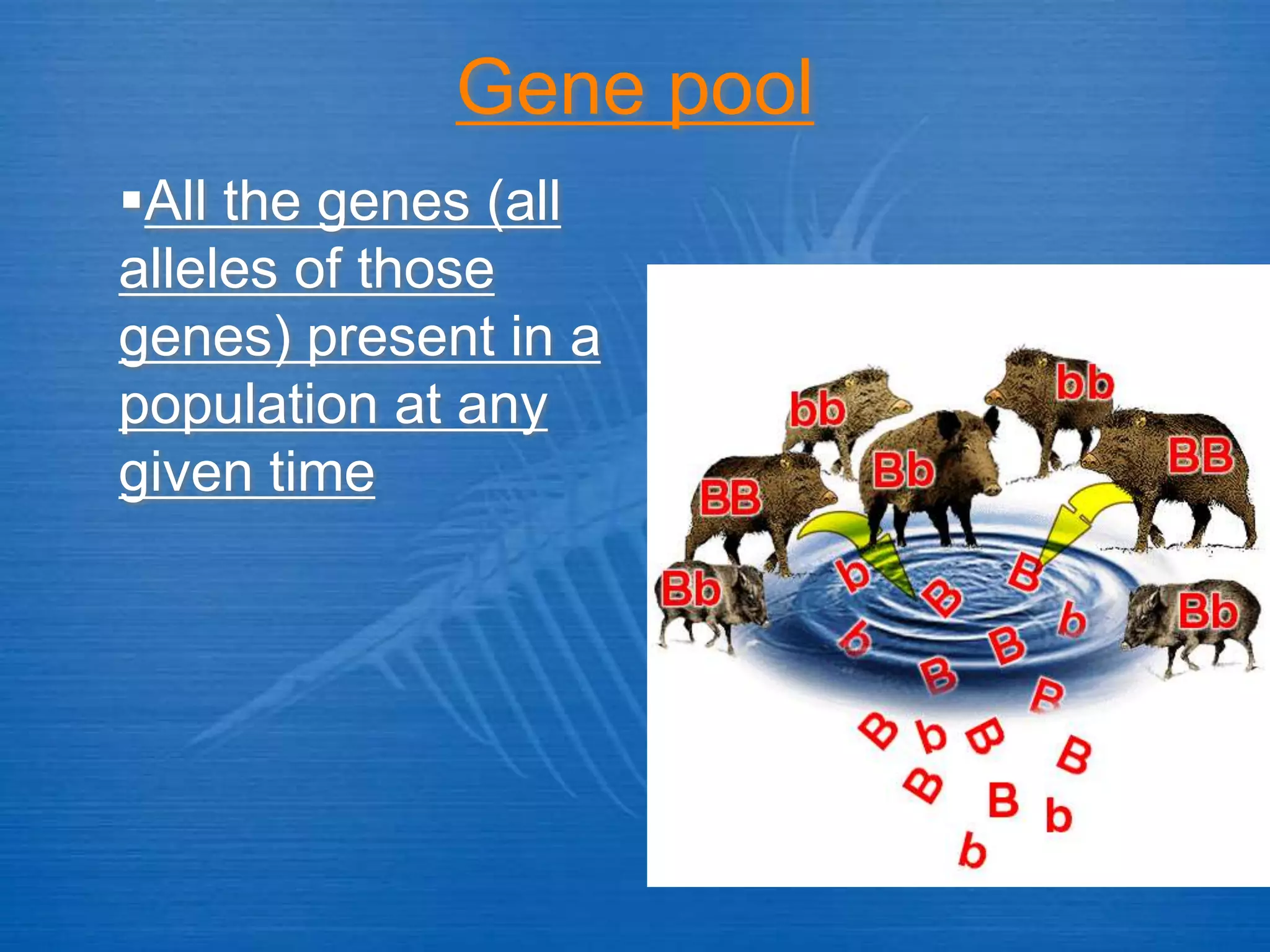 The evolution of populations population genetics | PPT
