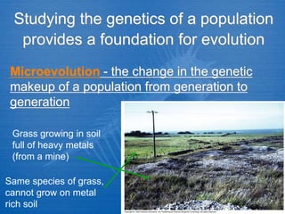 The evolution of populations population genetics | PPT