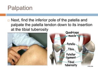The Examination of the Knee_040716.pptx
