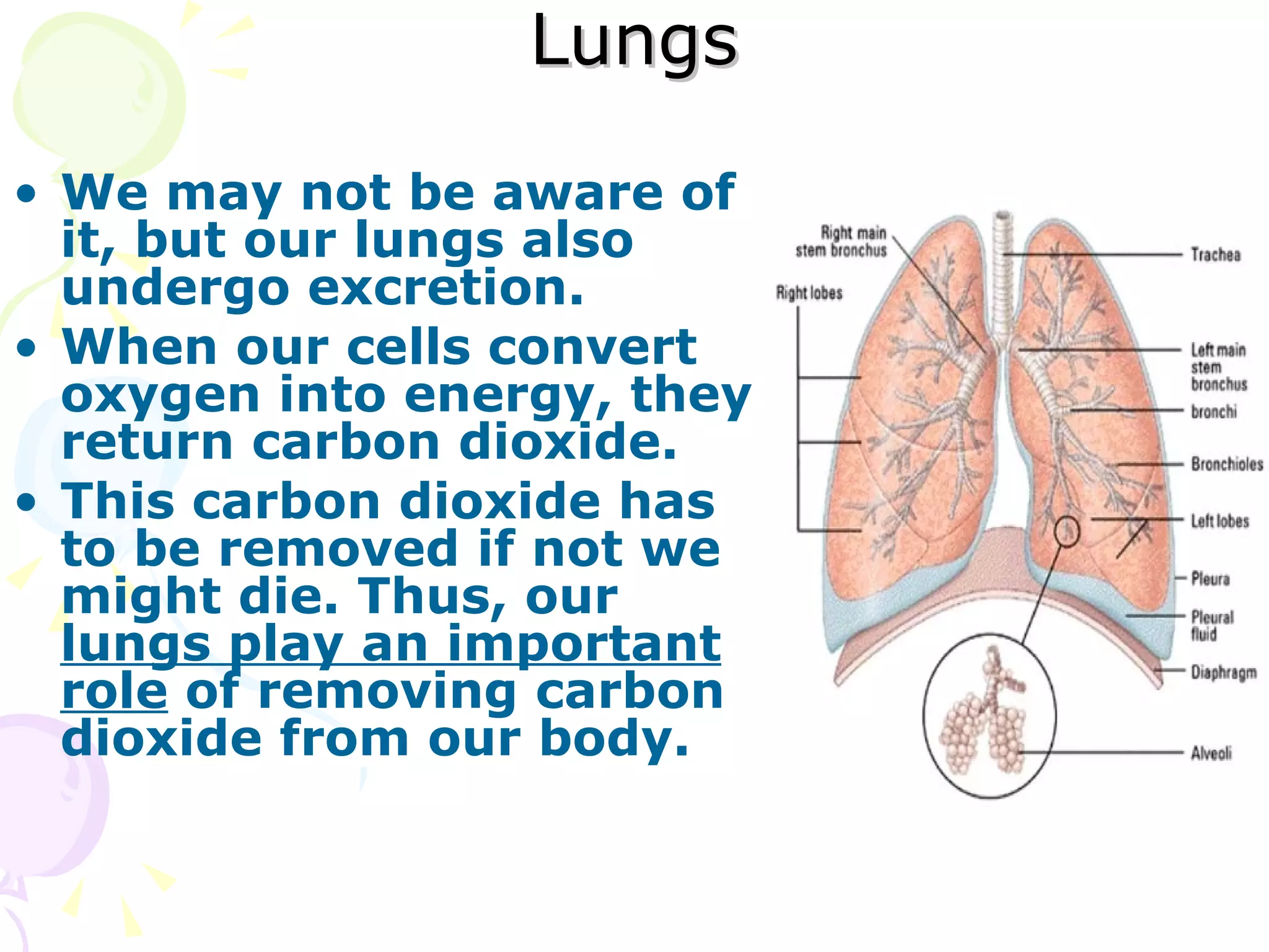 The Excretory System | PPT | Lung and Respiratory Health | Diseases and ...