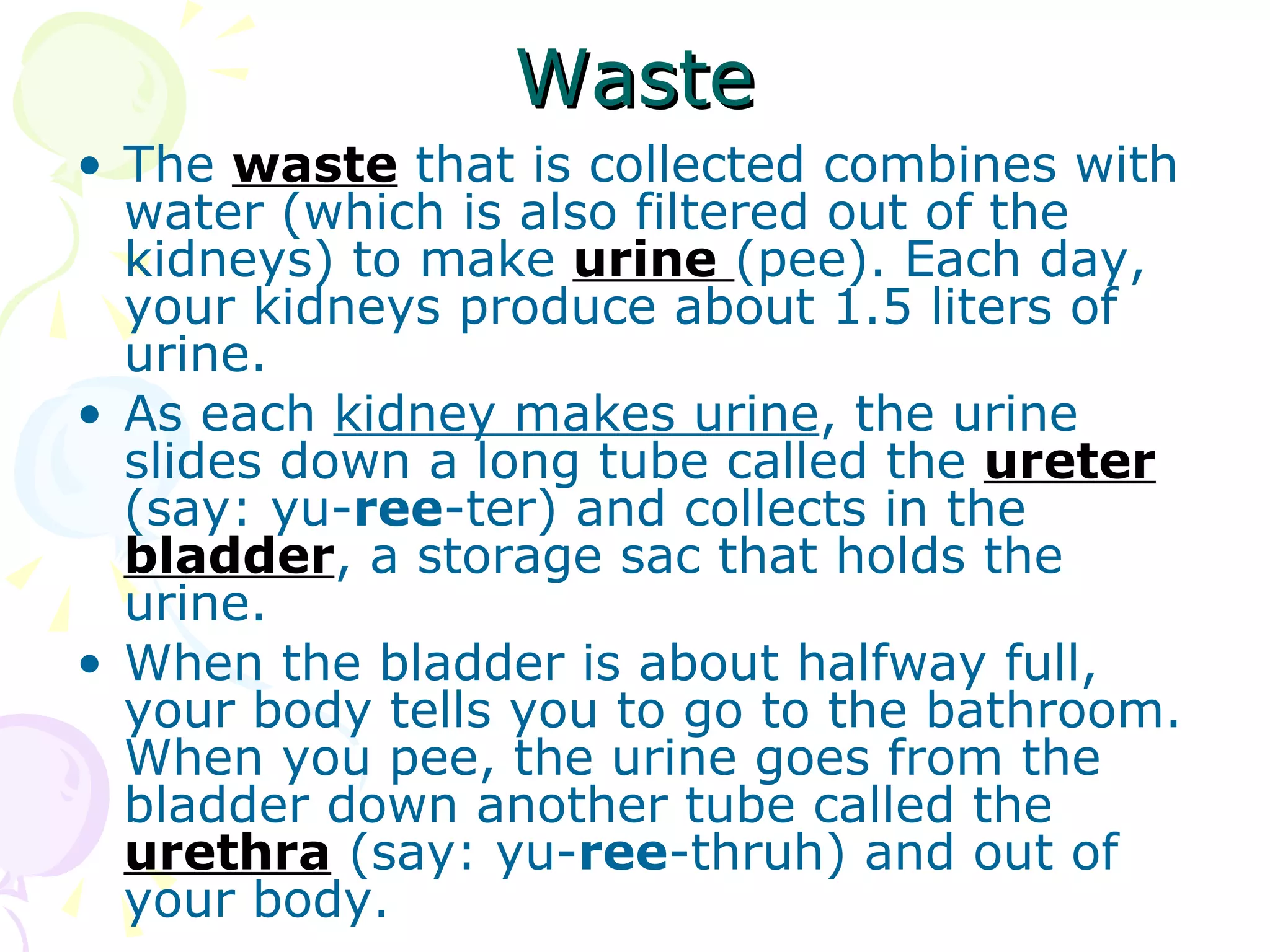 The Excretory System | PPT