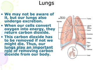 The Excretory System | PPT