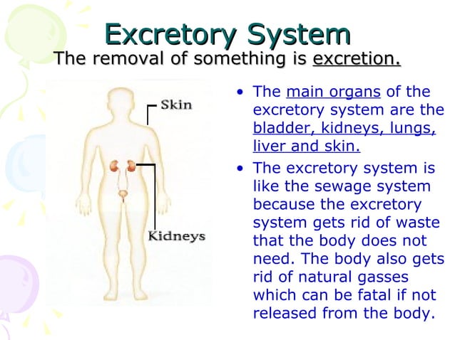 The Excretory System | PPT