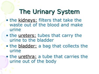 The Excretory System | PPT | Lung and Respiratory Health | Diseases and ...