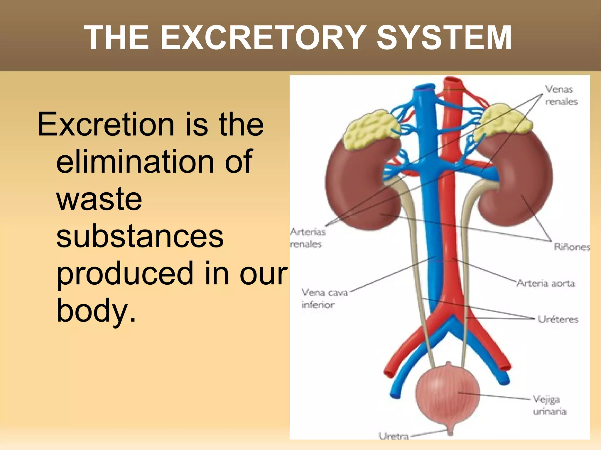 The excretory system | ODP