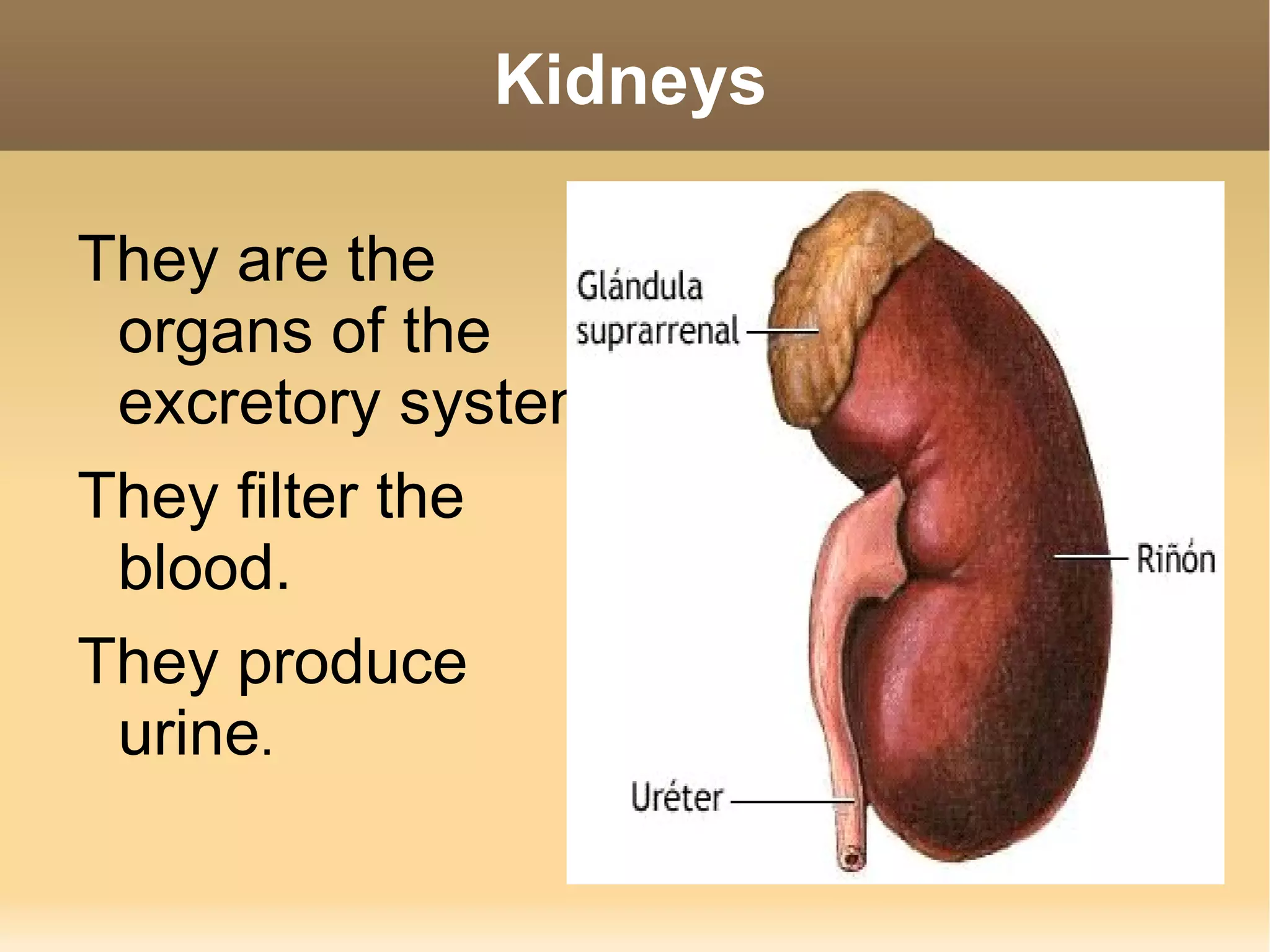 The excretory system | ODP
