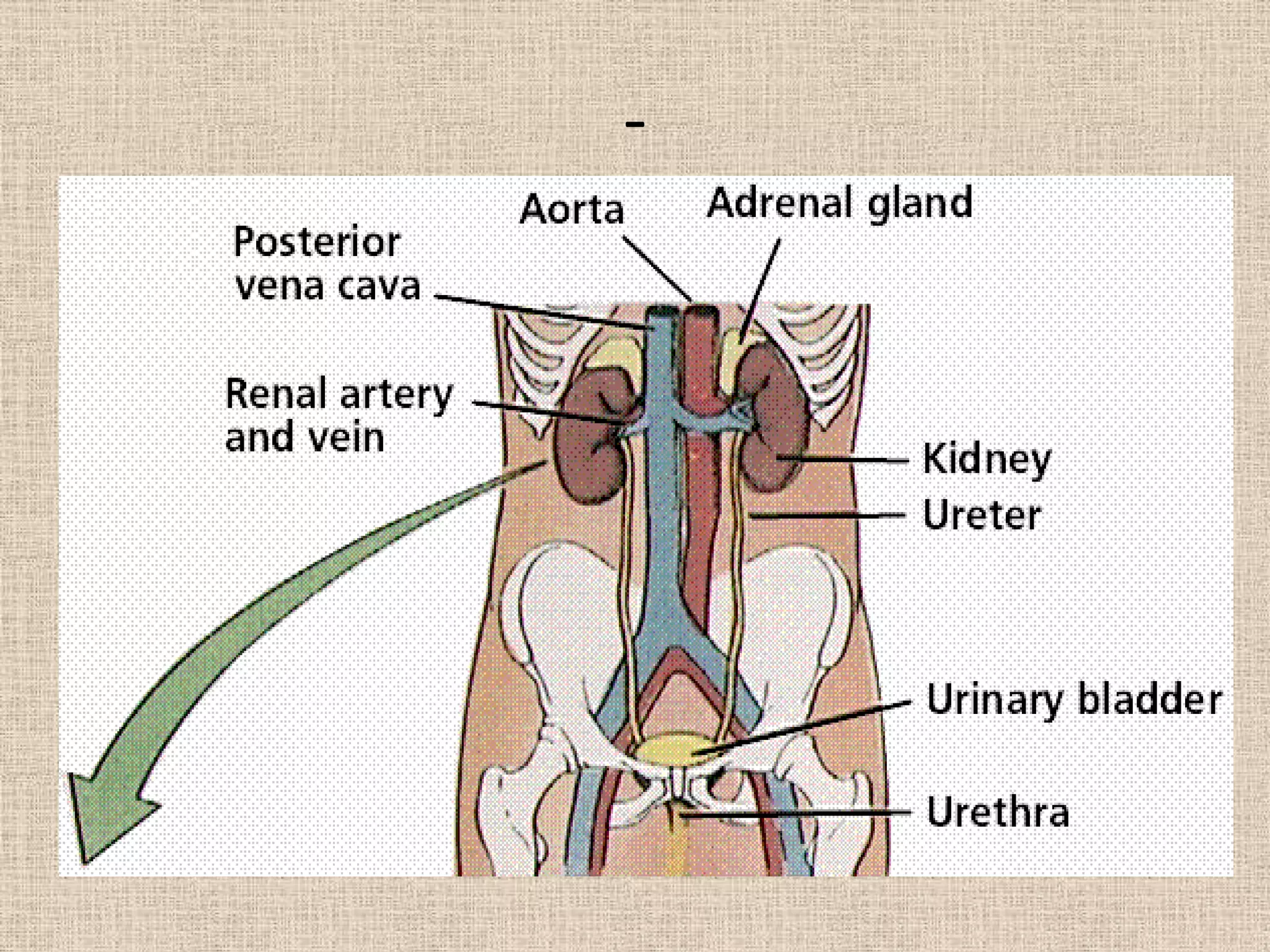 The excretory system | PPT