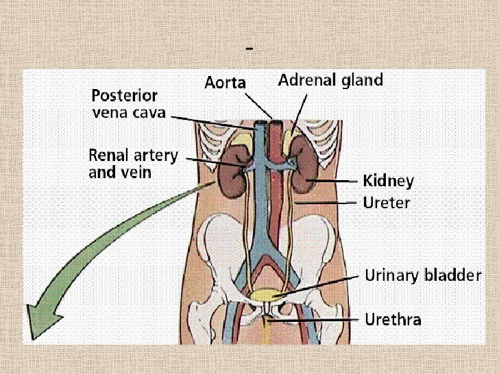 Excretory System Function