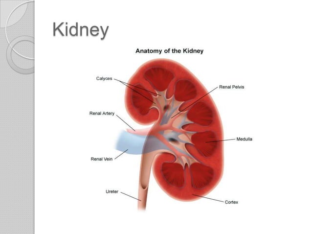 The excretory system | PPTX | Lung and Respiratory Health | Diseases ...