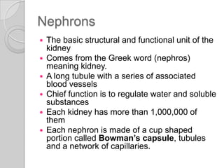 The excretory system | PPTX