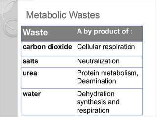 The excretory system | PPTX