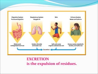The excretory system | PPT
