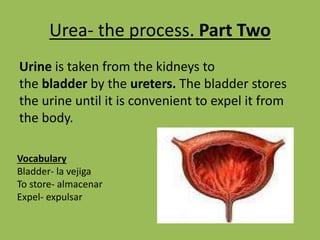 The excretory system | PPT