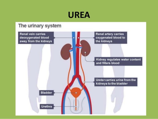 The excretory system