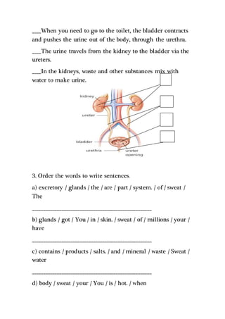 The excretory system | PDF