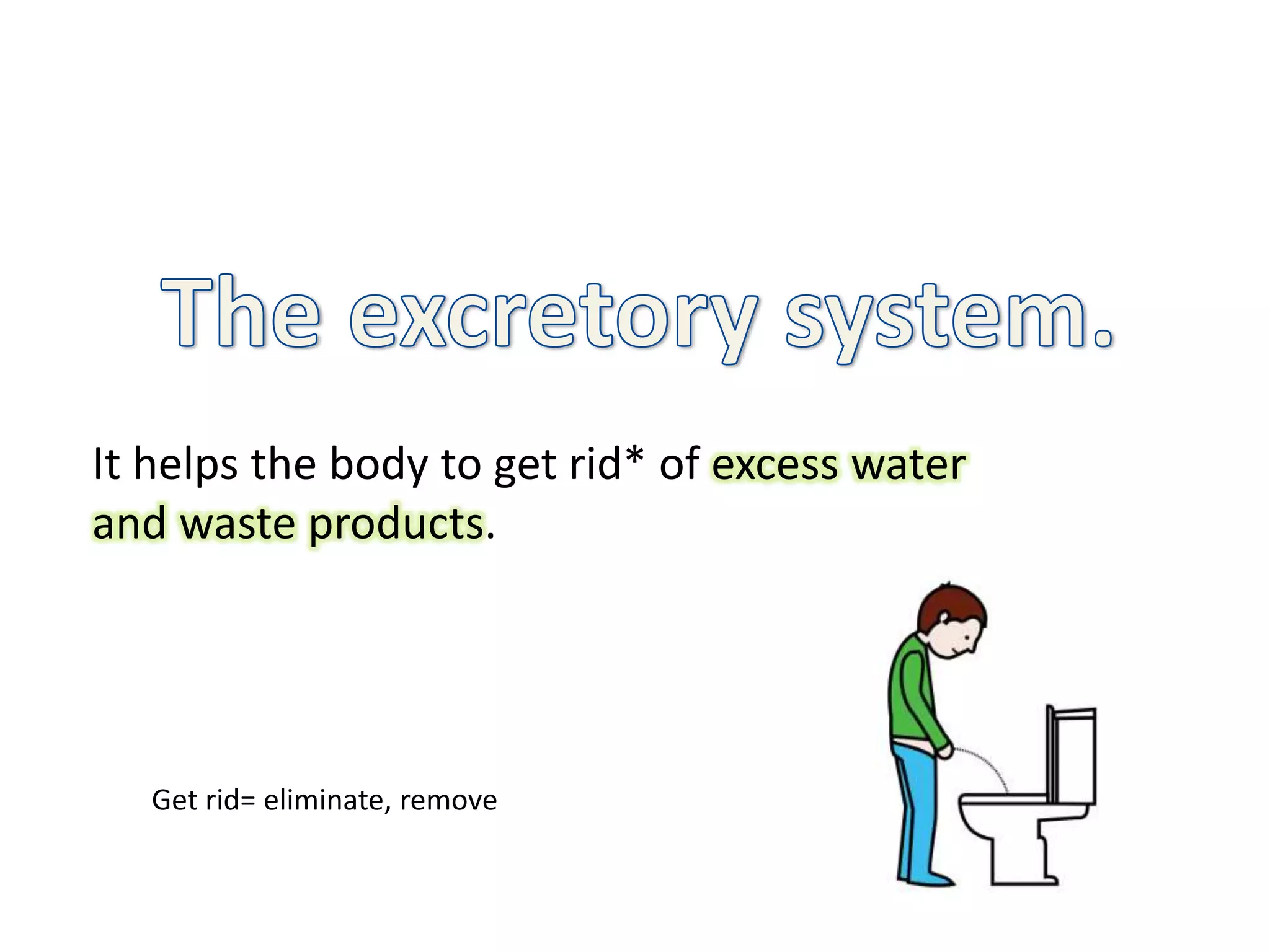 THE EXCRETORY SYSTEM | PPT