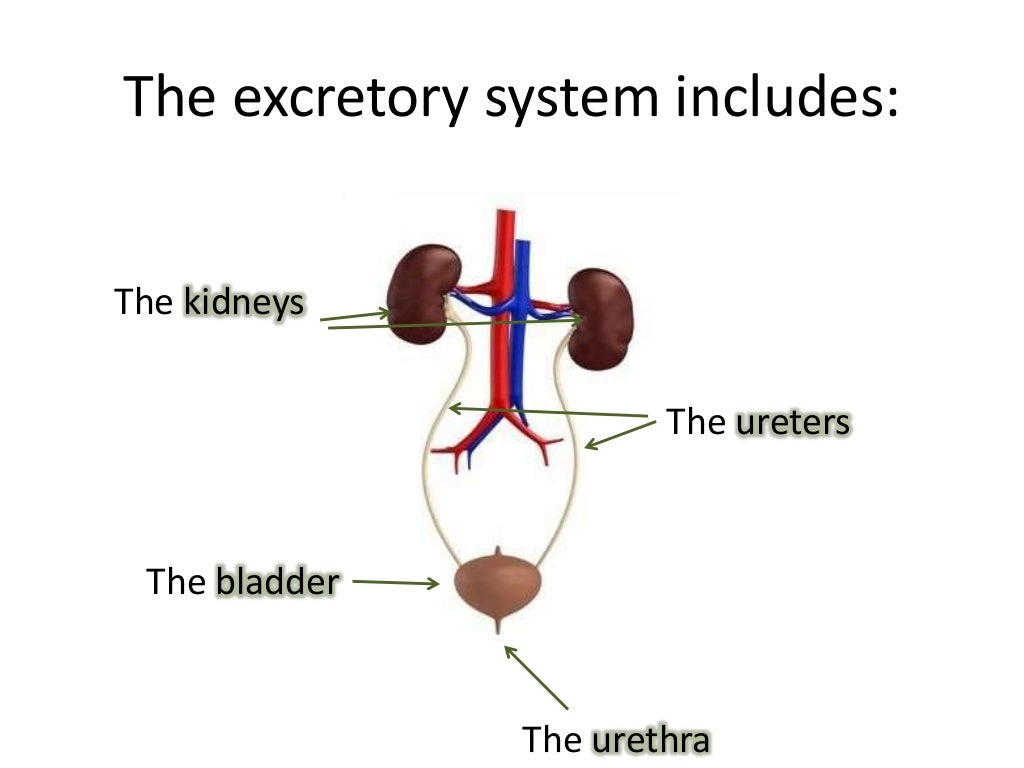 Excretory System Definition Diagram Organs And Function Excretory System Definition Diagram Organs And Function