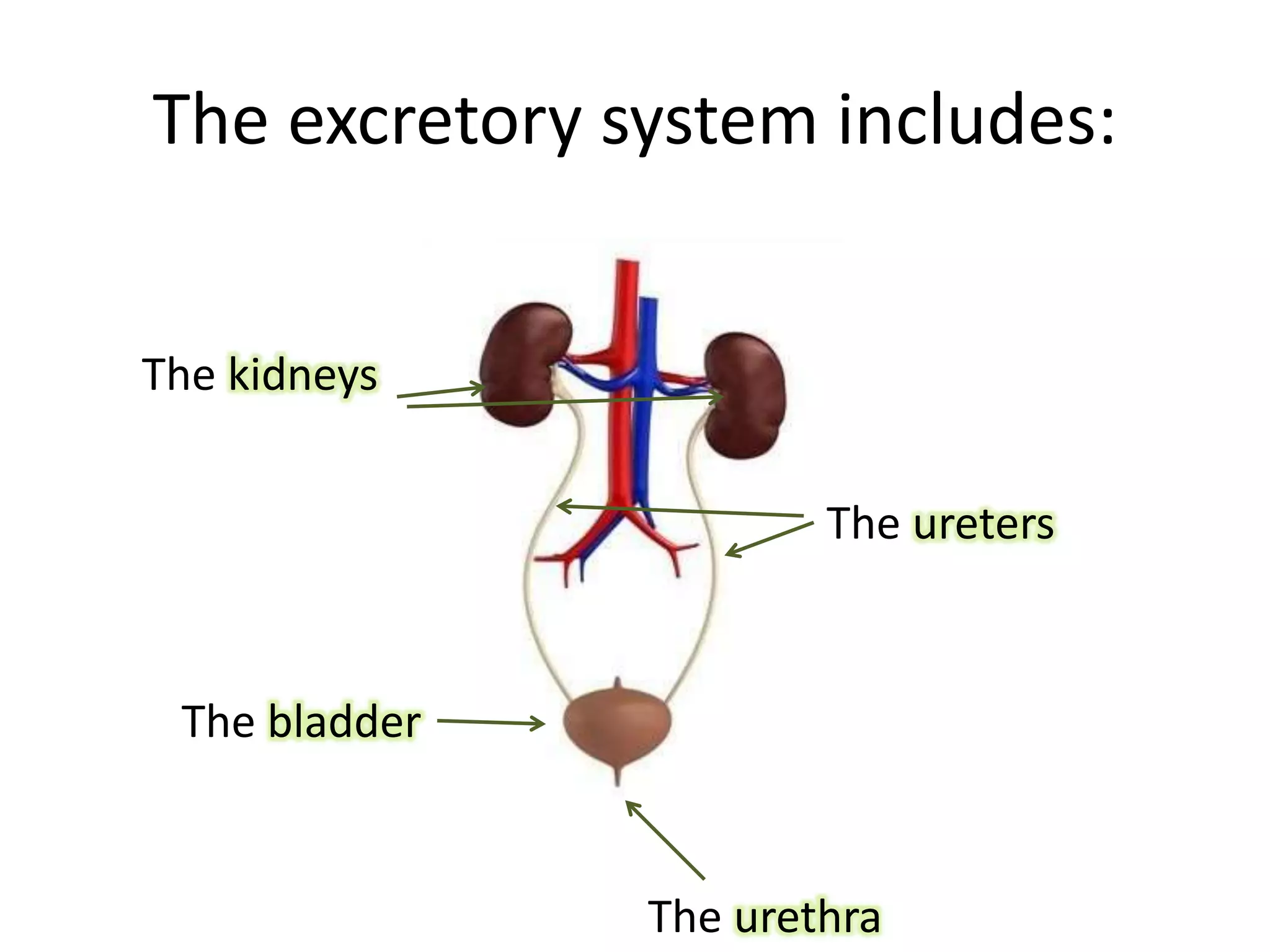 The excretory system | PPTX