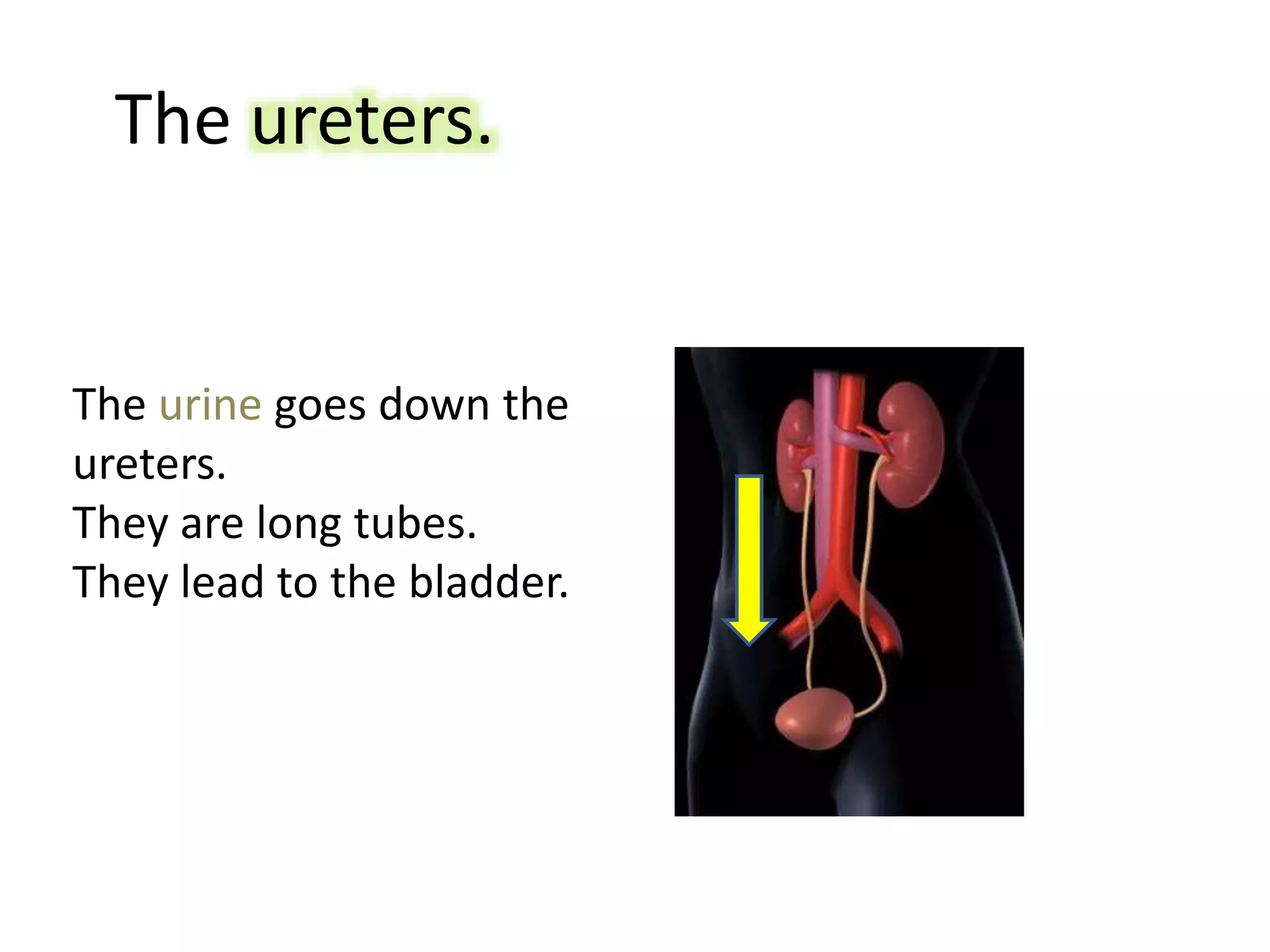 The excretory system | PPTX