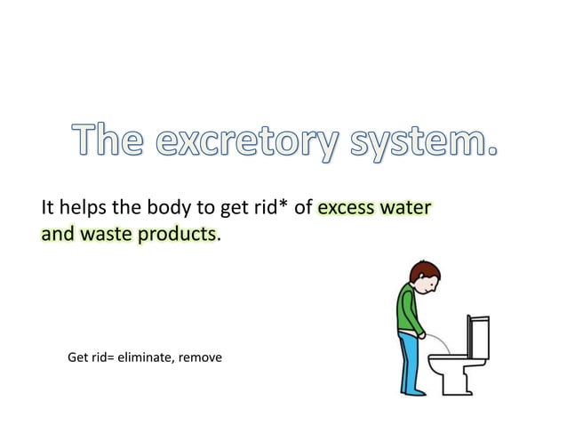 The excretory system | PPTX