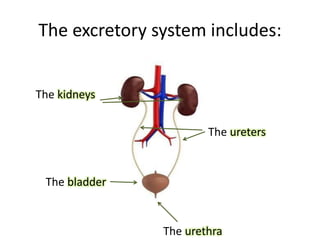 The excretory system | PPTX