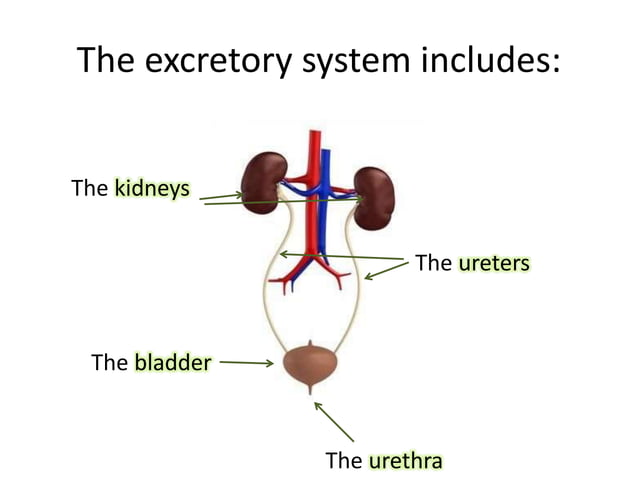 The excretory system | PPTX